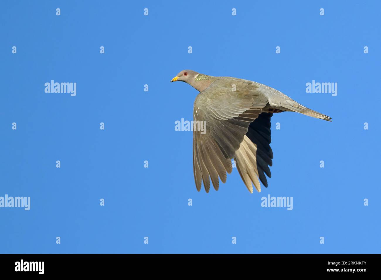 Band-tailed pigeon (Columba fasciata), in flight, USA, California Stock ...