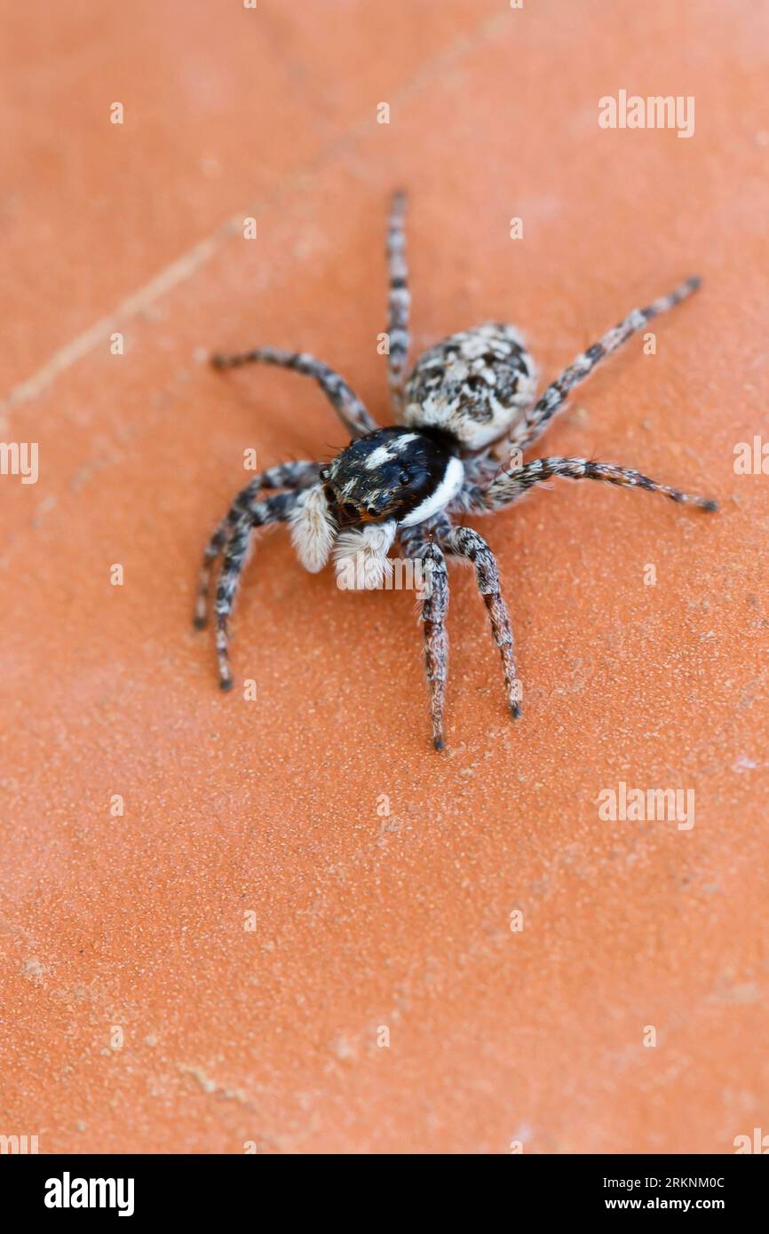 jumping spider (Menemerus semilimbatus), female, front view, Croatia ...