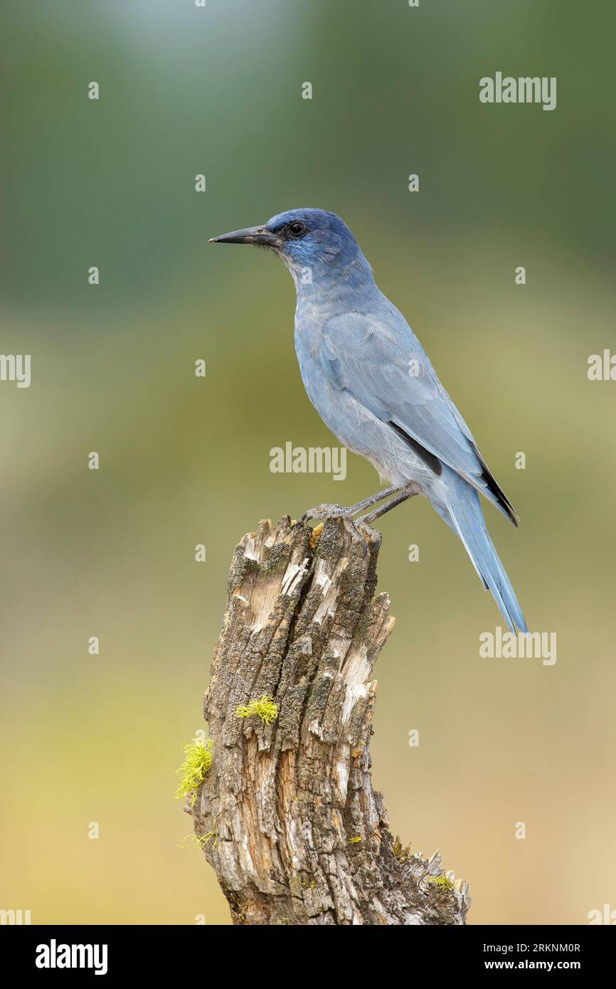 Pinyon jays hi-res stock photography and images - Alamy