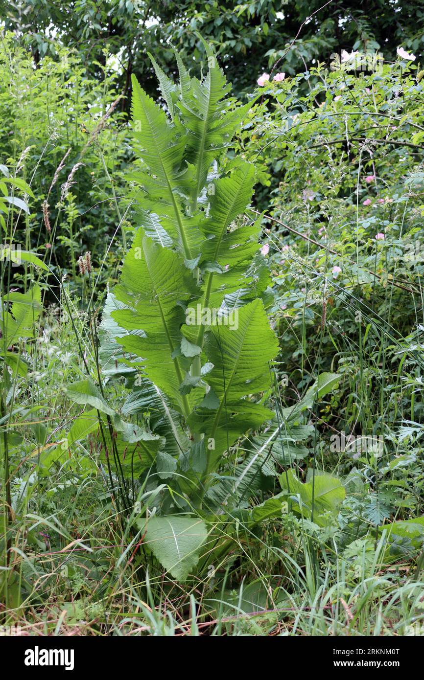 cut-leaved teasel, cutleaf teasel, cut-leaf teasel (Dipsacus laciniatus ...