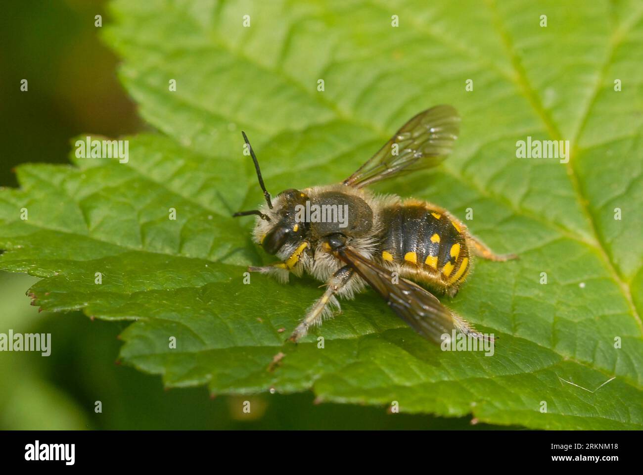 Wool carder bee (Anthidium manicatum, Anthidium maculatum), sitting on ...