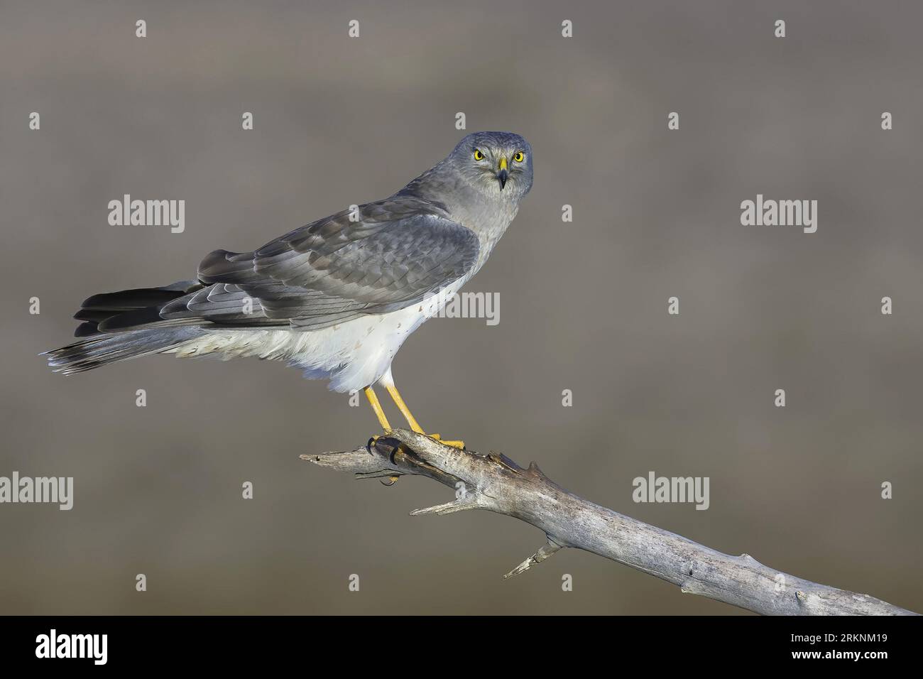 Northern harrier (Circus hudsonius), adult male perched on a branch ...