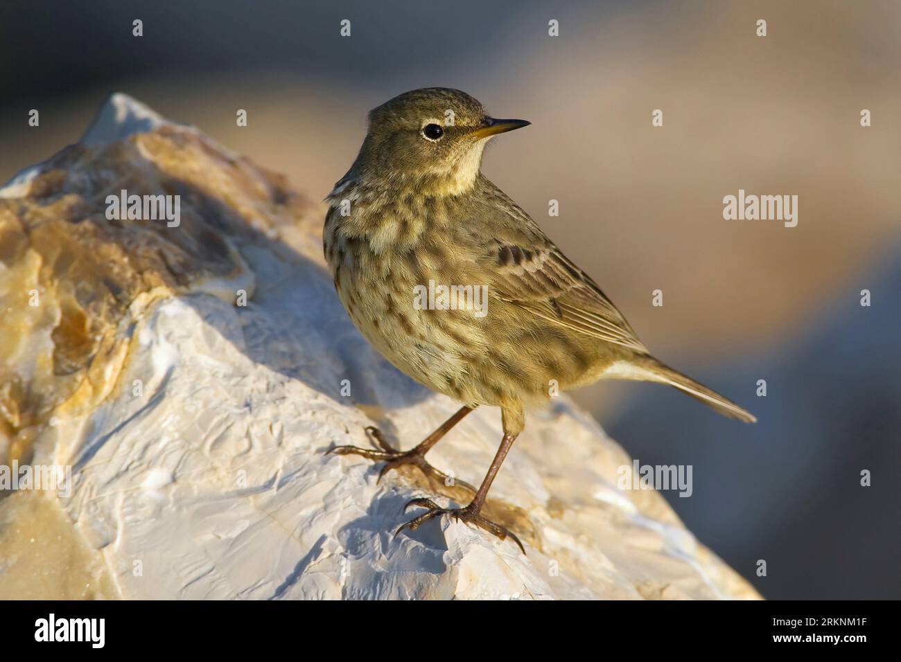 Rock pitpit (Anthus petrosus), sitting on a stone, Italy, Tuscany Stock ...