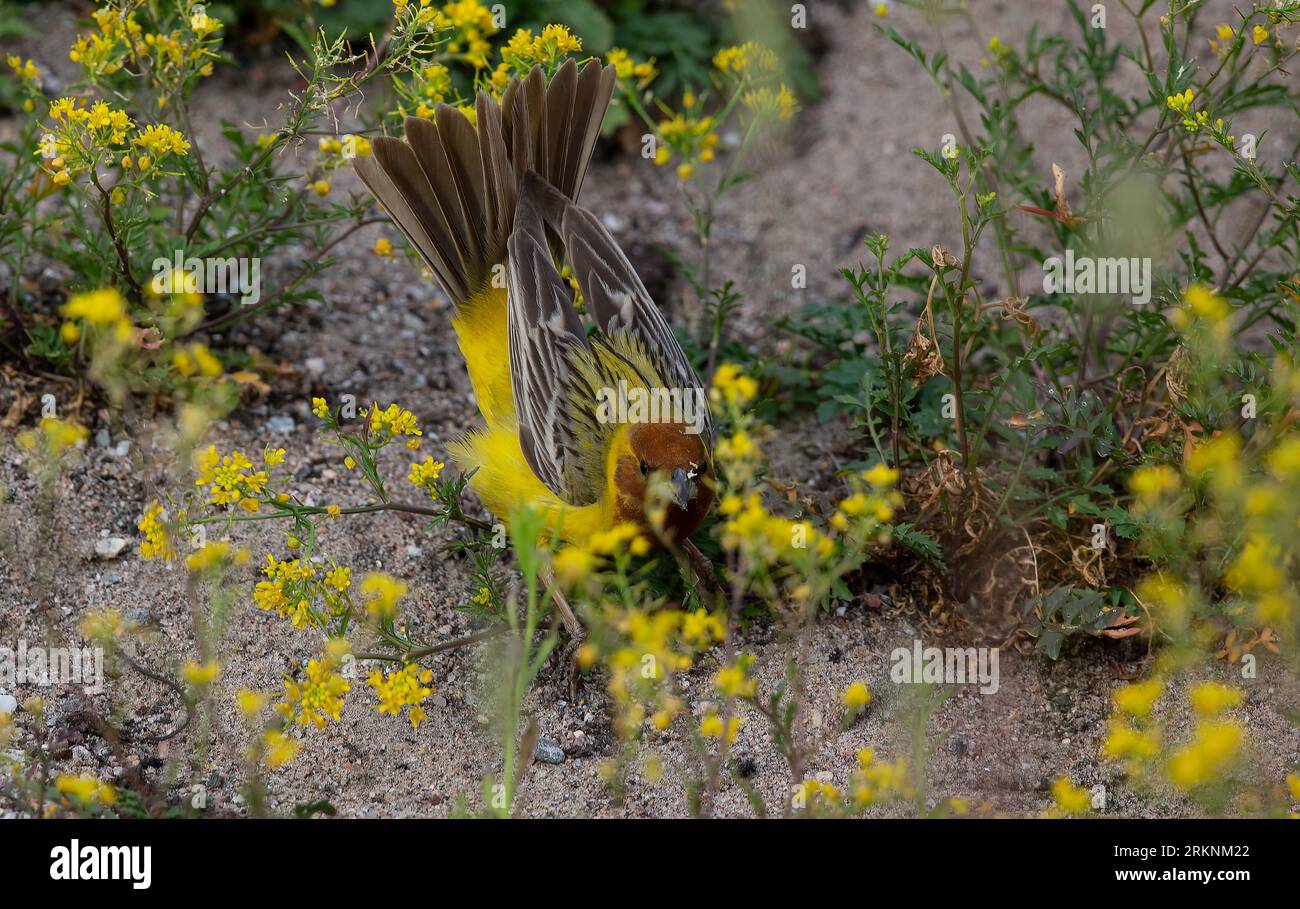 red-headed bunting (Emberiza bruniceps), male perching on the ground ...