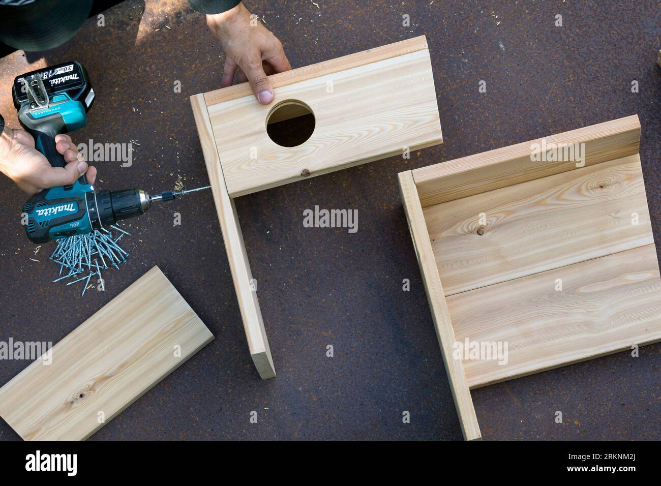 European red squirrel, Eurasian red squirrel (Sciurus vulgaris), build ...