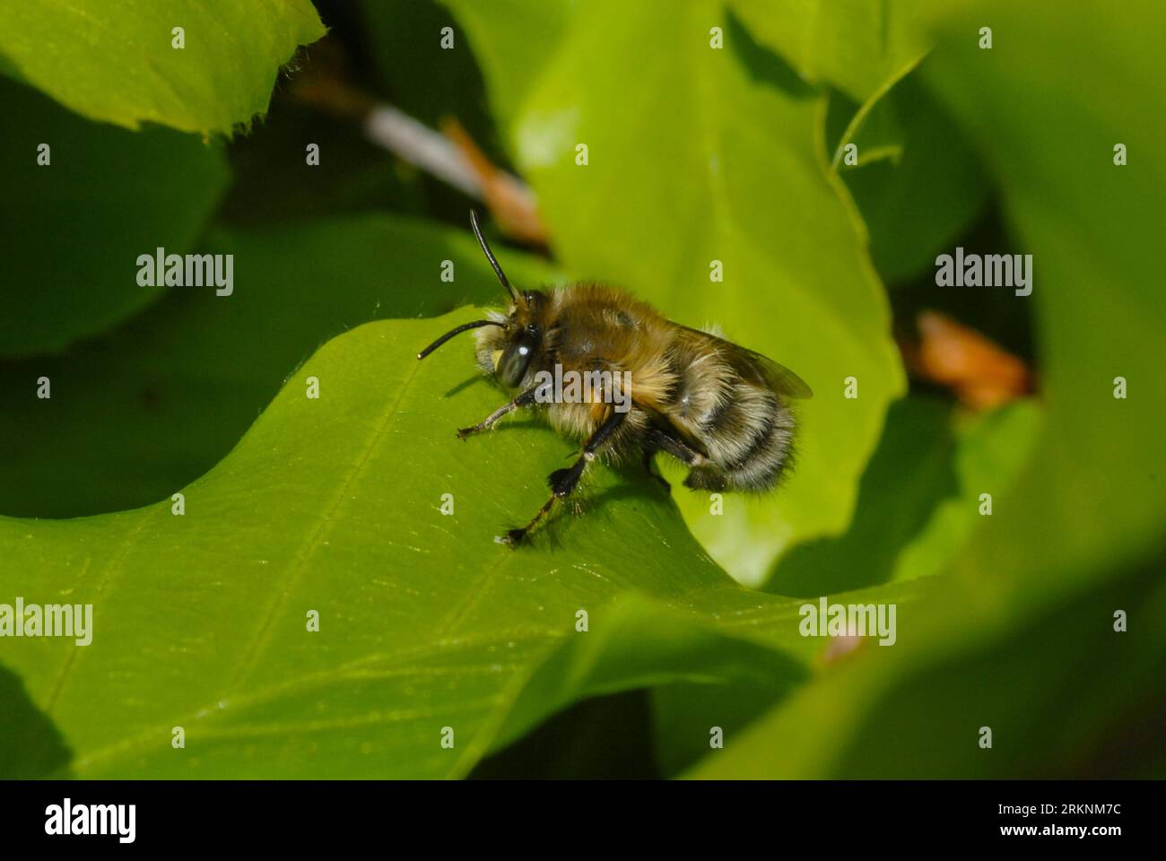 Common Central European flower bee (Anthophora acervorum, Anthophora ...