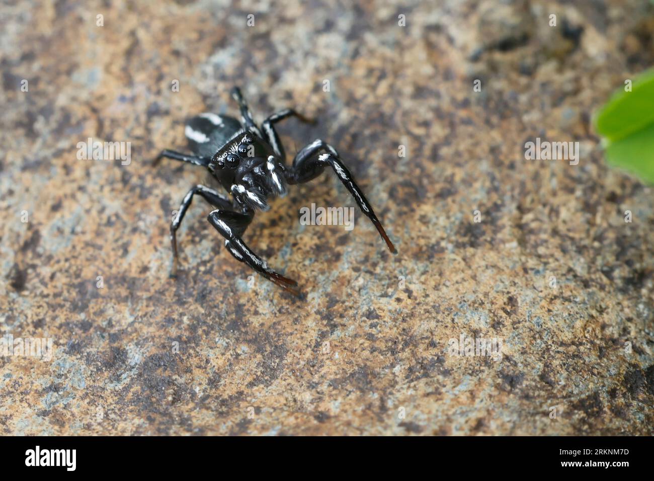 Jumping spider (Heliophanus melinus), male, Croatia Stock Photo - Alamy