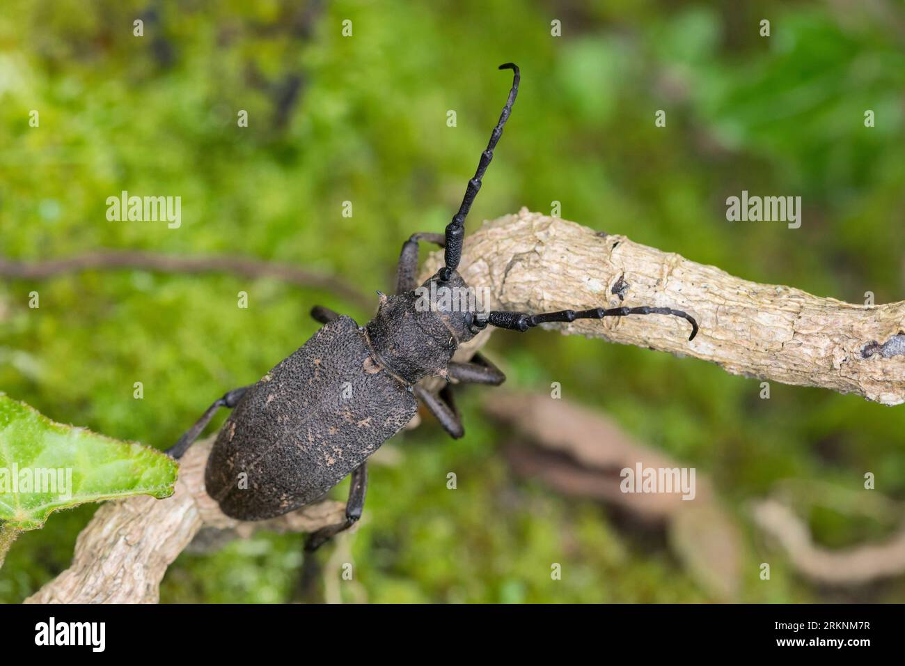 Weaver beetle (Lamia textor, Pachystola textor), on a branch, dorsal ...