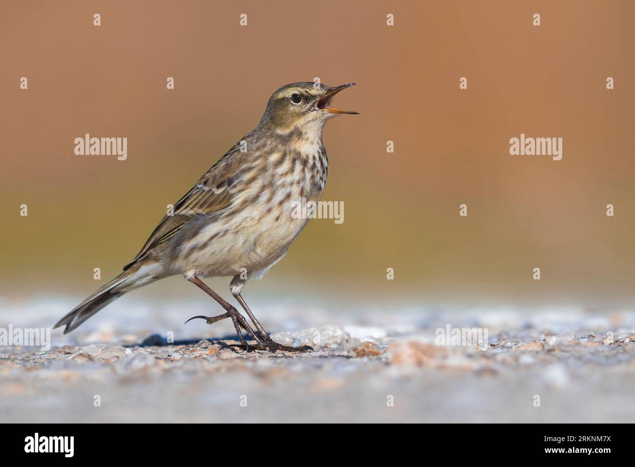 water pipit (Anthus spinoletta), sitting on the ground, singing, Italy ...