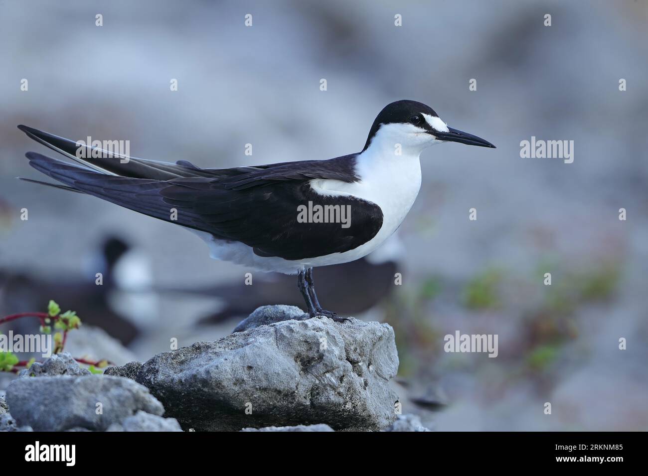 sooty tern (Sterna fuscata, Onychoprion fuscatus), sitting on a coastal ...