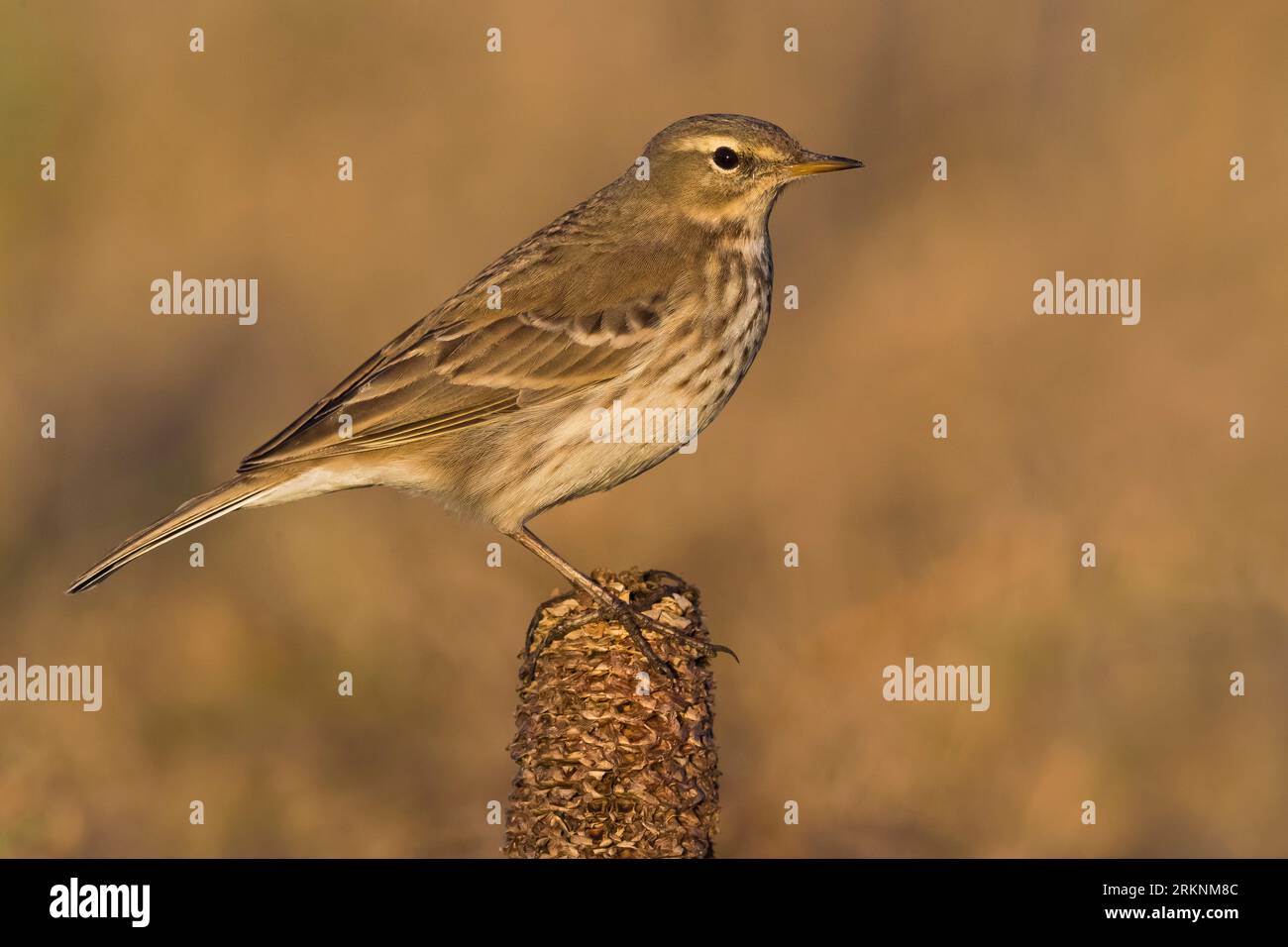 water pipit (Anthus spinoletta), sitting on a plant, Italy, Tuscany ...