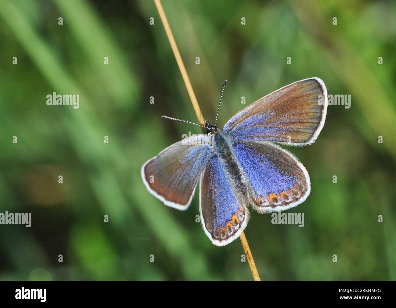 Reverdin's blue (Plebejus argyrognomon, Plebeius argyrognomon), female ...