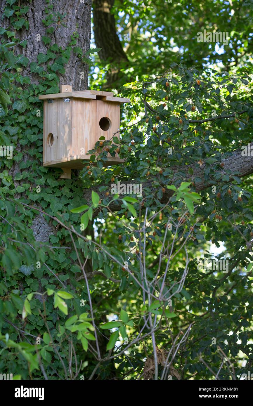European red squirrel, Eurasian red squirrel (Sciurus vulgaris), build ...