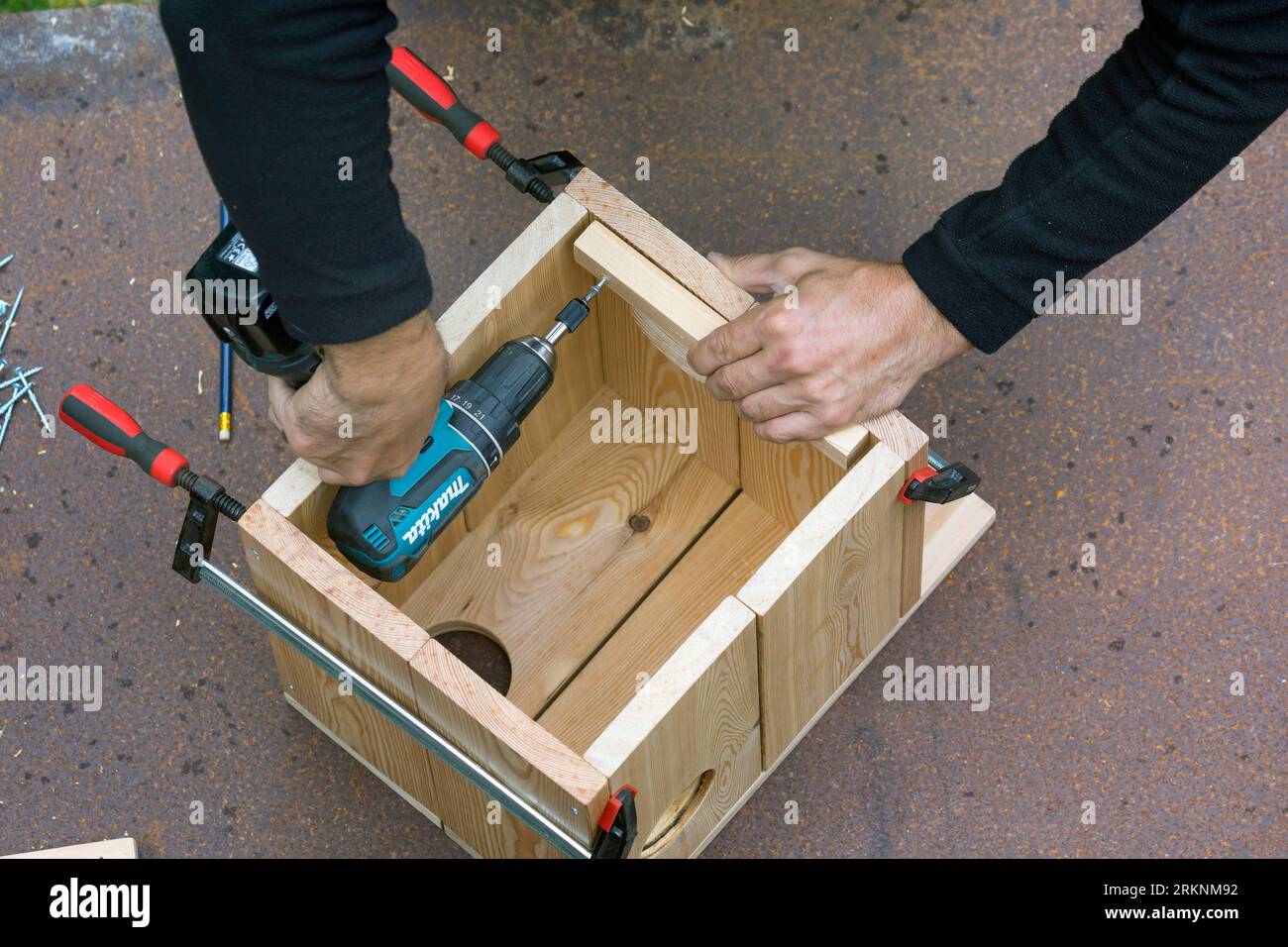 European red squirrel, Eurasian red squirrel (Sciurus vulgaris), build ...