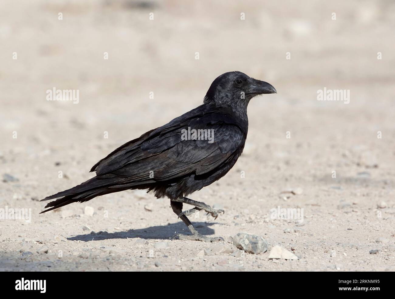 fan-tailed raven (Corvus rhipidurus), walking on the ground, side view ...
