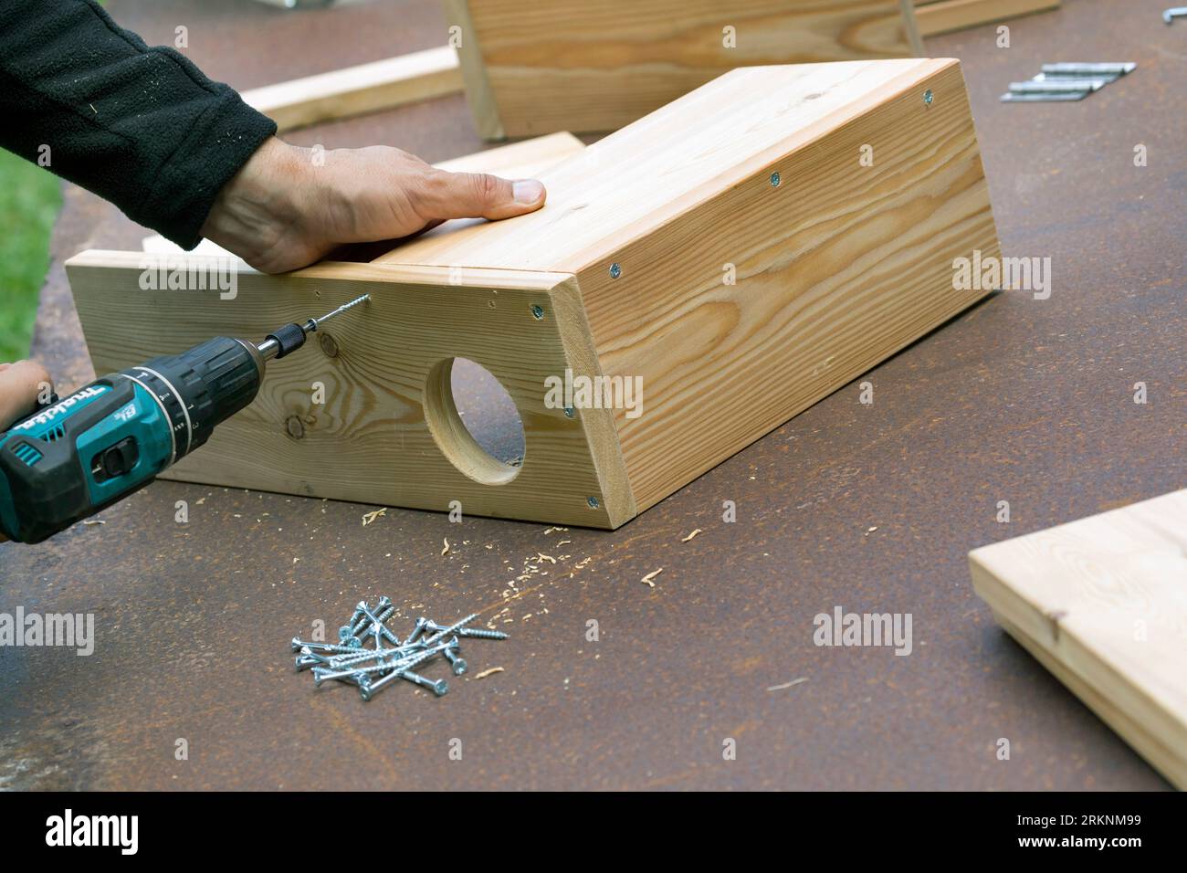 European red squirrel, Eurasian red squirrel (Sciurus vulgaris), build ...