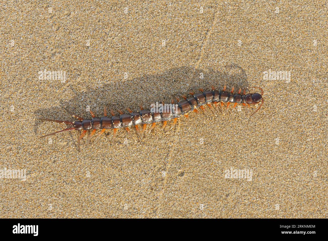 scolopendromorphs (Scolopendromorpha), on the beach, USA, Hawaii, Maui ...