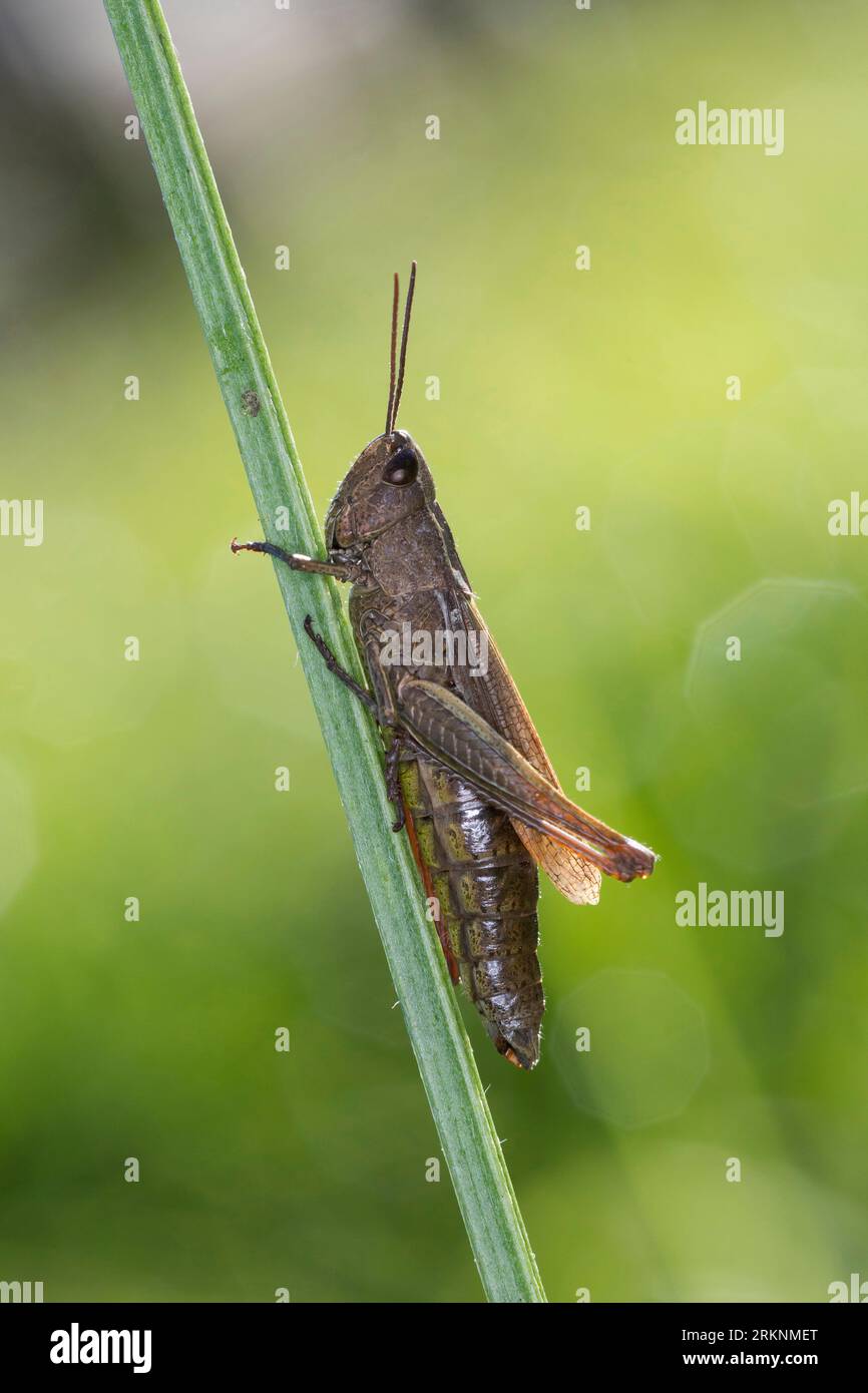 Meadow grasshopper (Chorthippus dorsatus), sitting at a plant stem ...