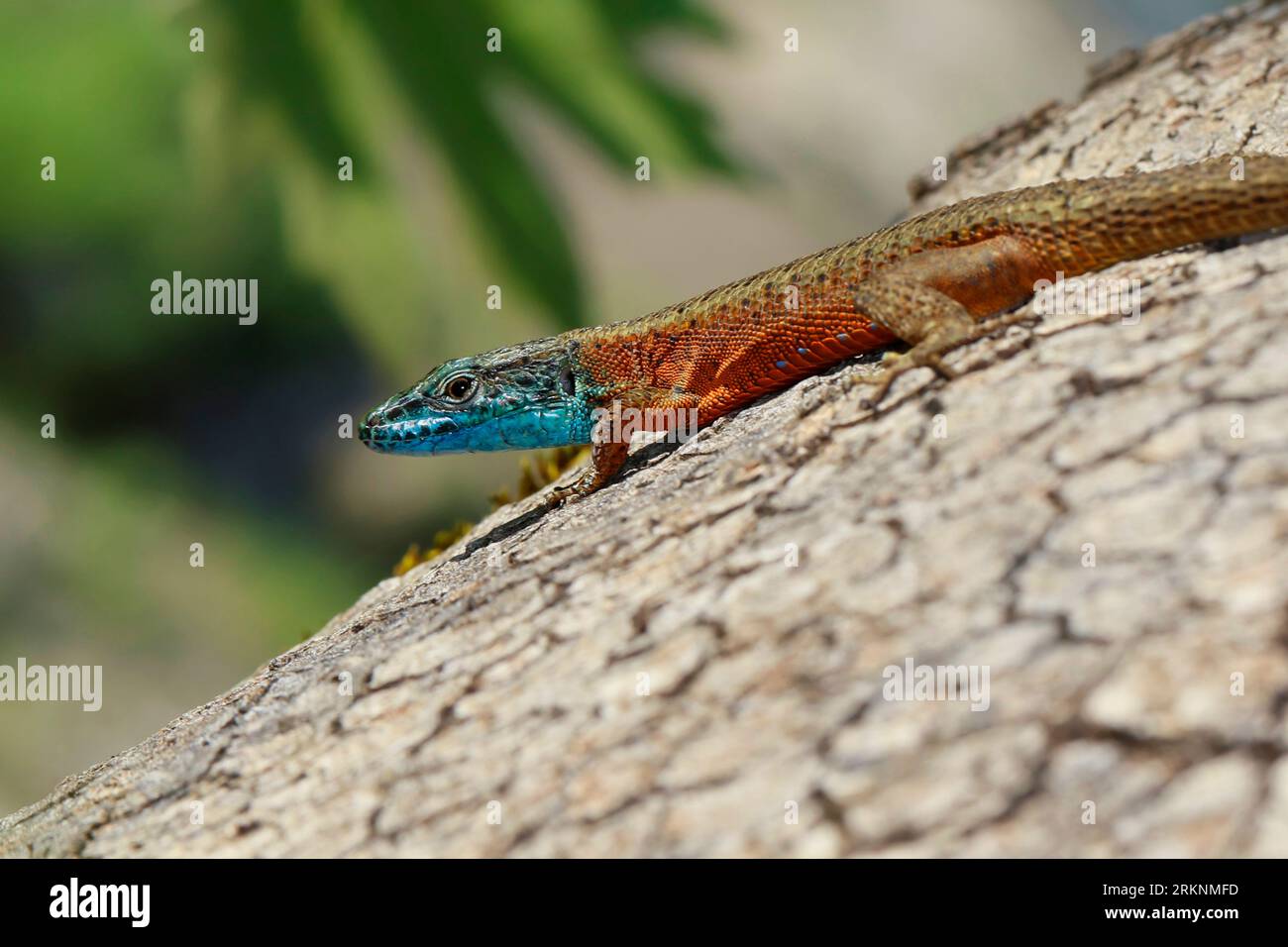 Blue-throated keeled lizard, Dalmatian Algyroides (Algyroides ...
