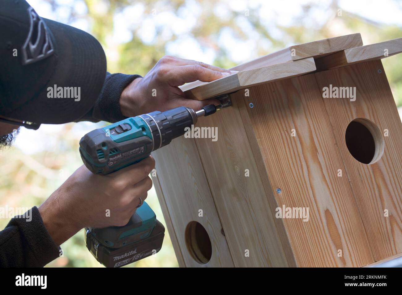 European red squirrel, Eurasian red squirrel (Sciurus vulgaris), build ...