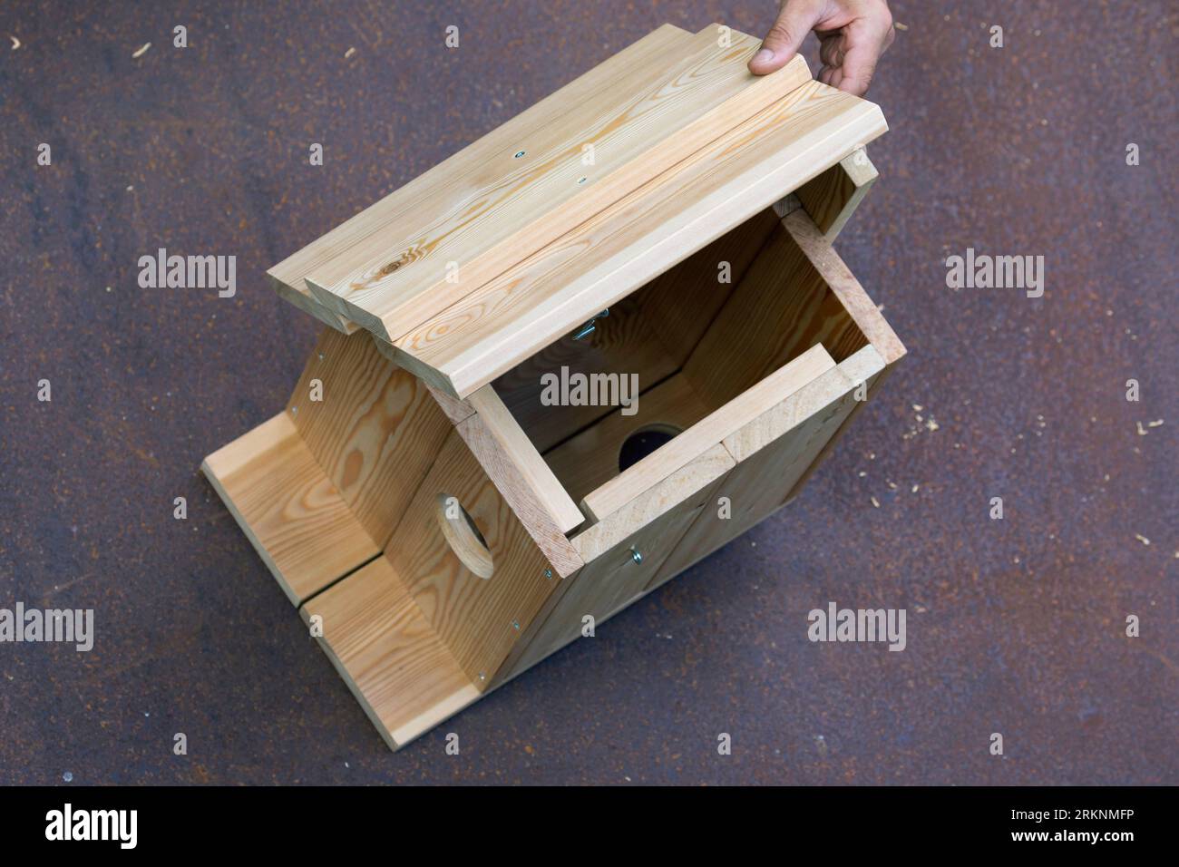 European red squirrel, Eurasian red squirrel (Sciurus vulgaris), build ...