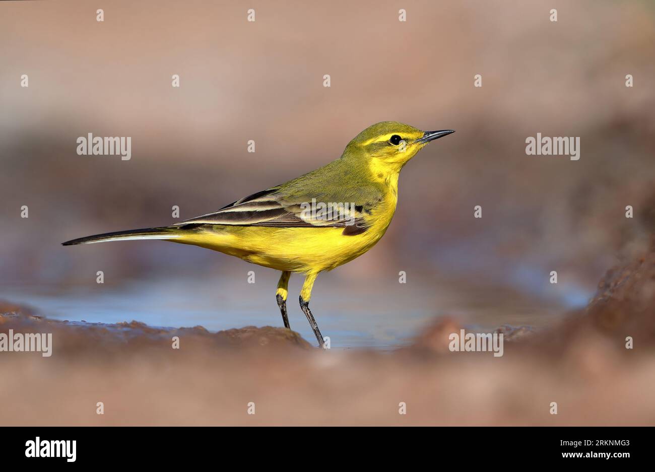 Yellow-crowned Wagtail, Yellow Wagtail, British Yellow Wagtail ...