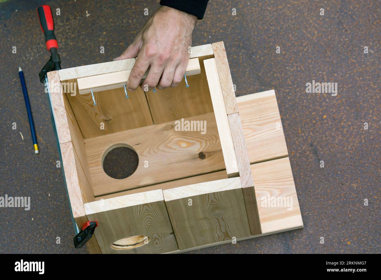 European red squirrel, Eurasian red squirrel (Sciurus vulgaris), build ...