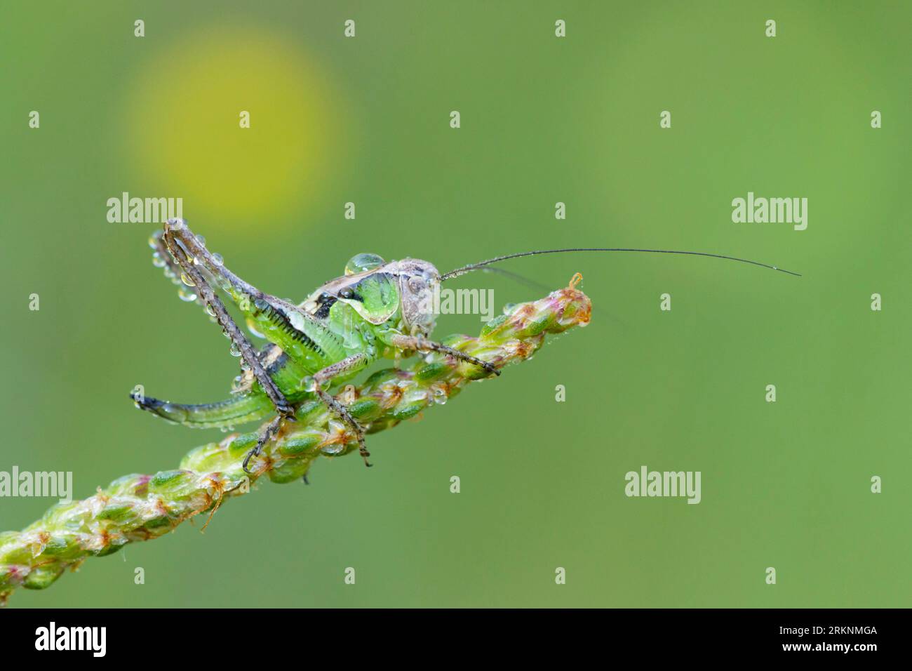 Western bushcricket, Grey Bush Cricket, Grey Bush-Cricket (Platycleis ...