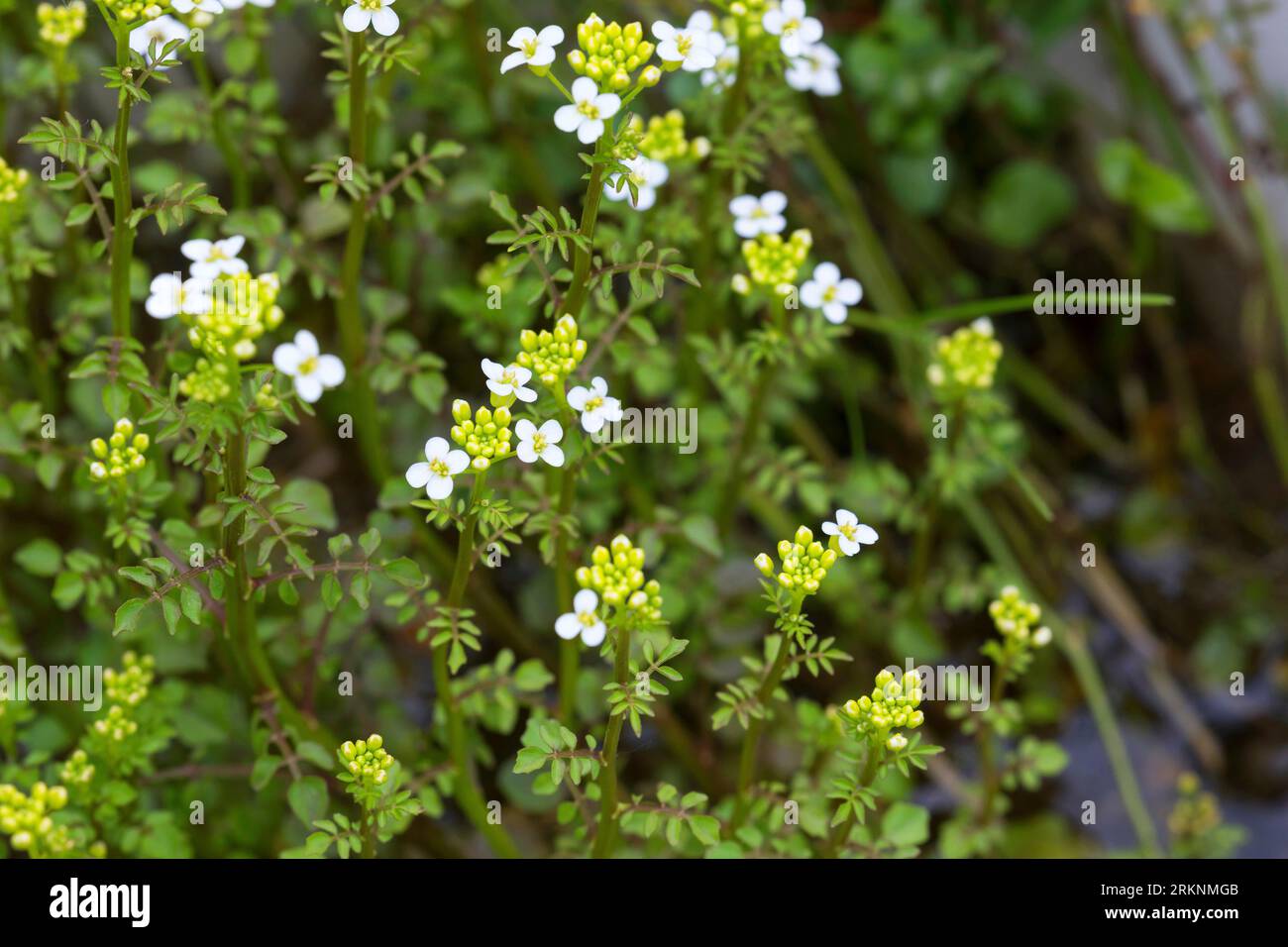 Watercress, One-rowed Watercress, Onerow Yellowcress (Nasturtium ...