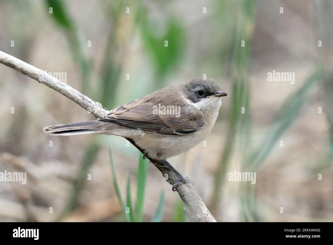 Small Whitethroat (Curruca minula, Curruca curruca minula, Sylvia ...