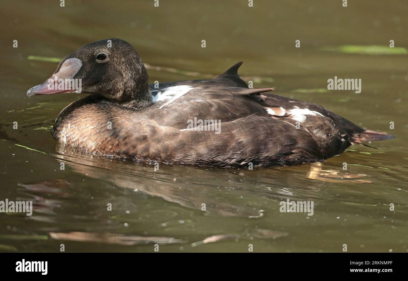 king eider (Somateria spectabilis), adult male in eclipse swimming ...
