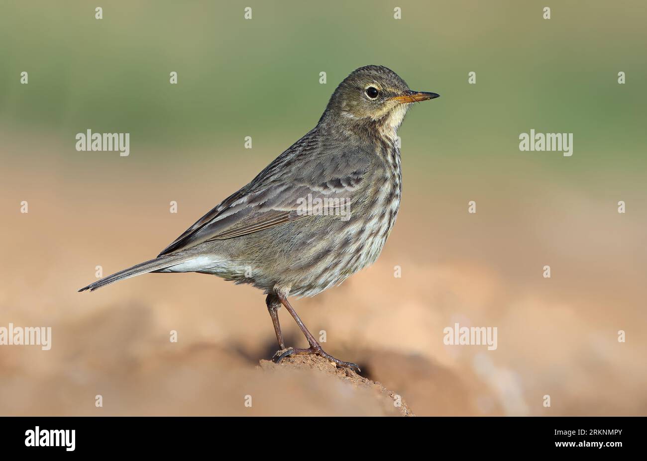 Rock pitpit (Anthus petrosus), sitting on the ground, France Stock ...