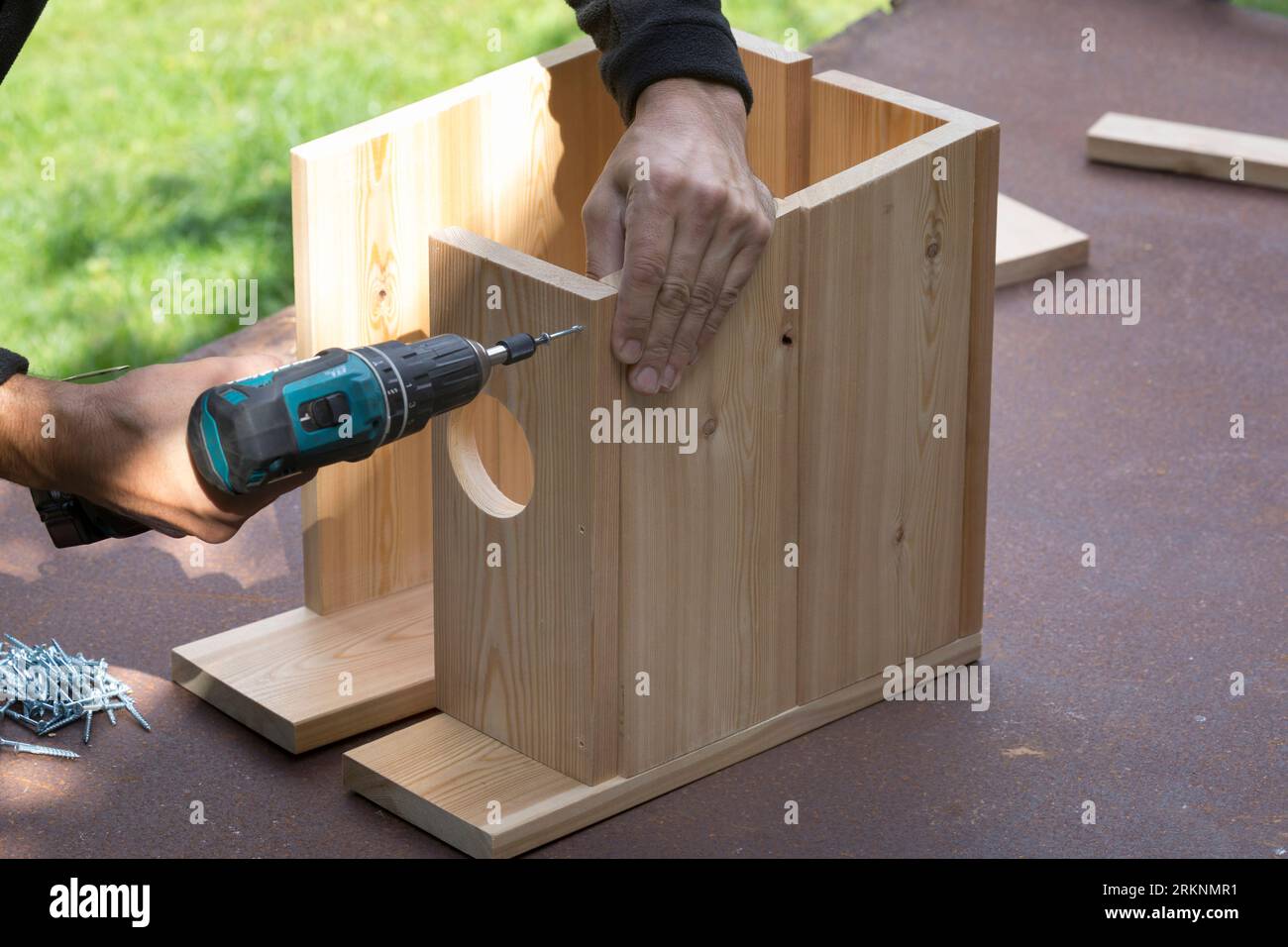 European red squirrel, Eurasian red squirrel (Sciurus vulgaris), build ...