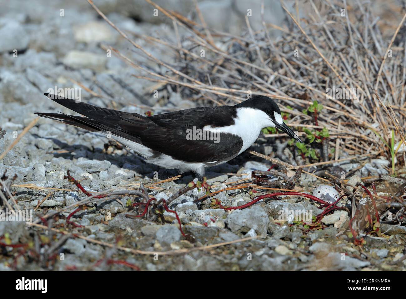 sooty tern (Sterna fuscata, Onychoprion fuscatus), sitting on a coastal ...