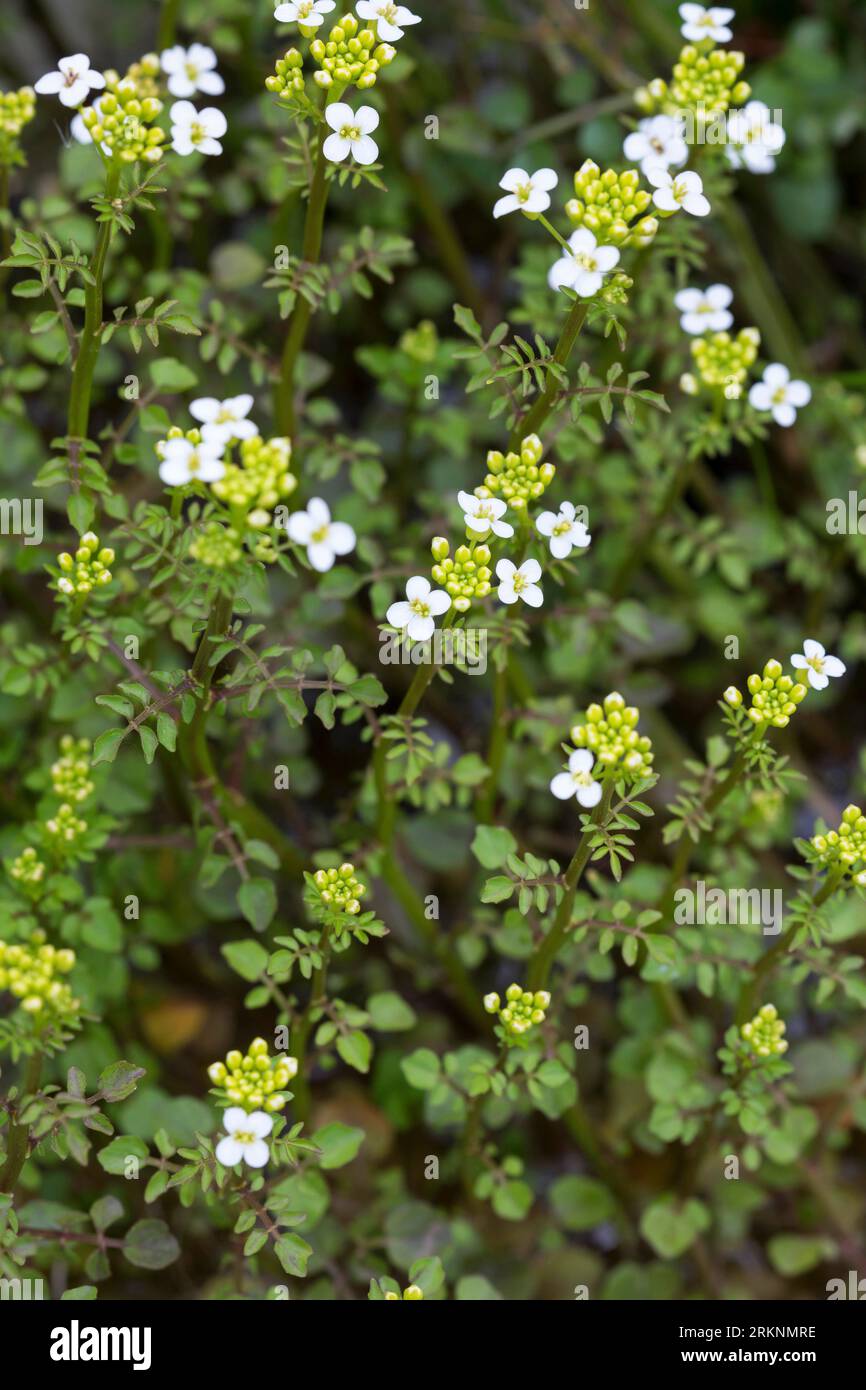 Watercress, One-rowed Watercress, Onerow Yellowcress (Nasturtium ...