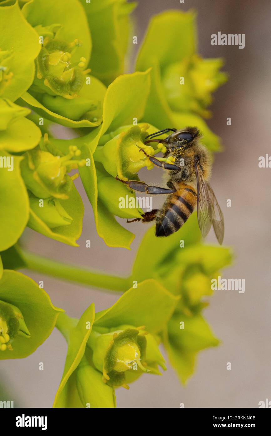 Abejas abejas abejas abejas abejas abejas hi-res stock photography and ...