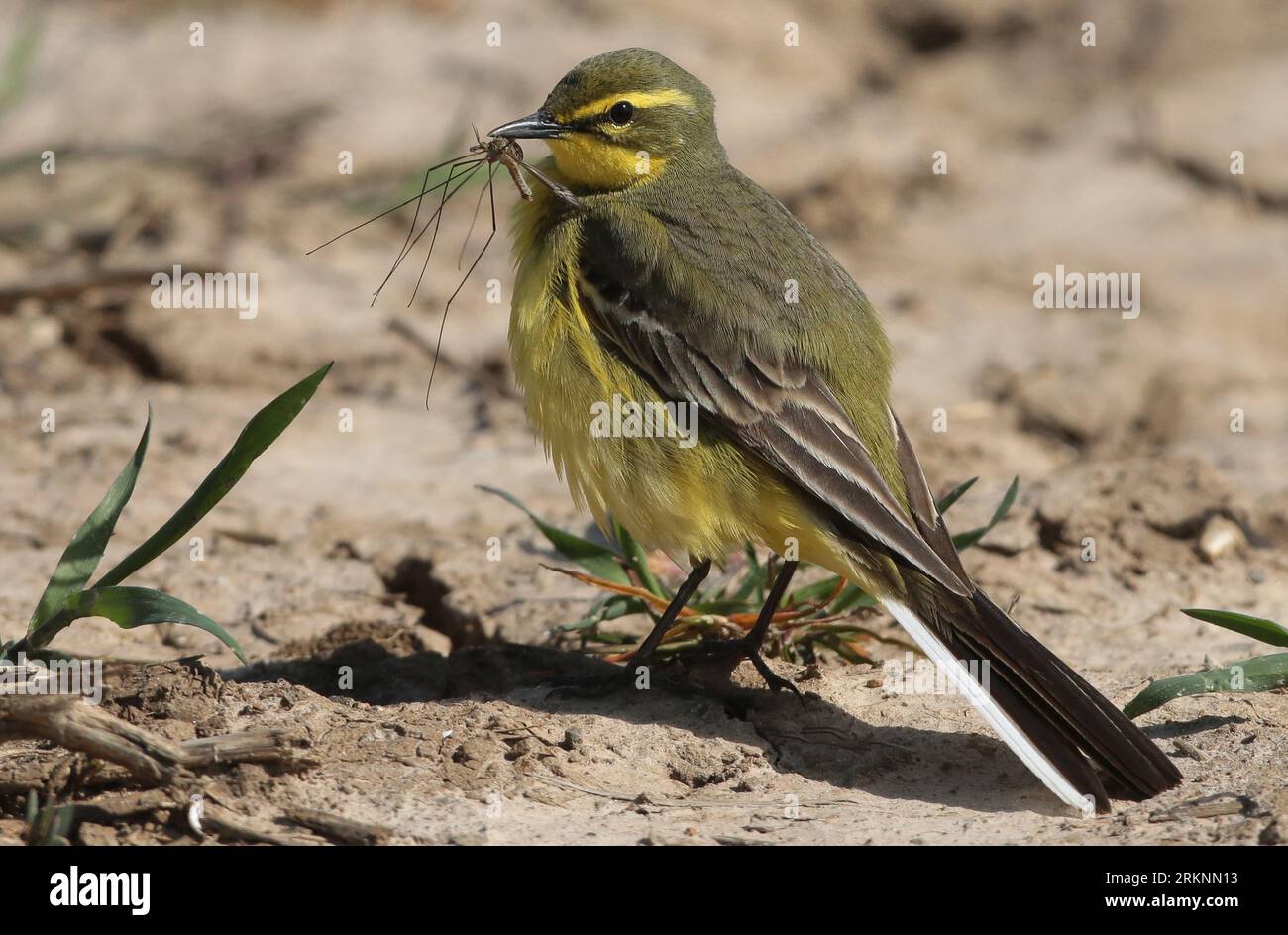 Yellow-crowned Wagtail, Yellow Wagtail, British Yellow Wagtail ...