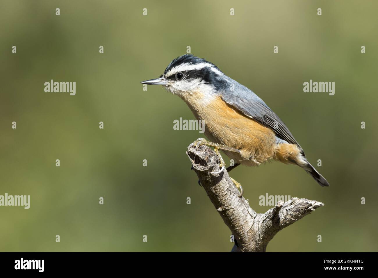 red-breasted nuthatch (Sitta canadensis), adult male on a branch, USA ...