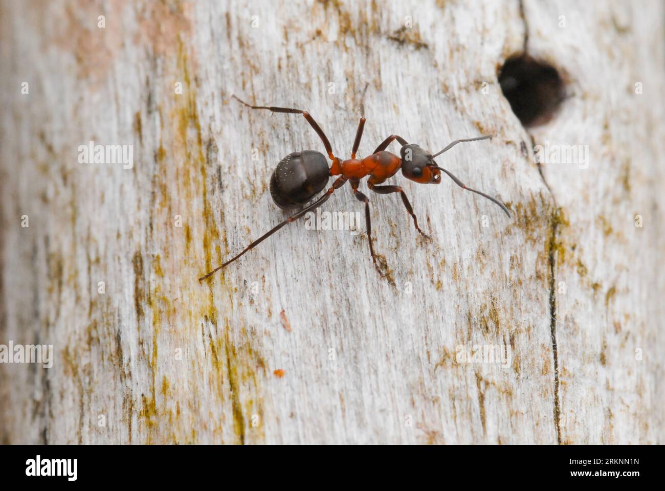 wood ant (Formica rufa), sitting on wood, Netherlands Stock Photo - Alamy