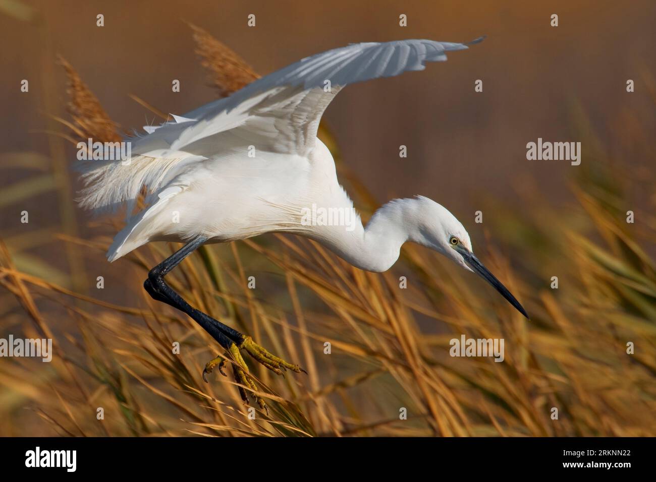 little egret (Egretta garzetta), landing in reed, Italy, Tuscany Stock ...