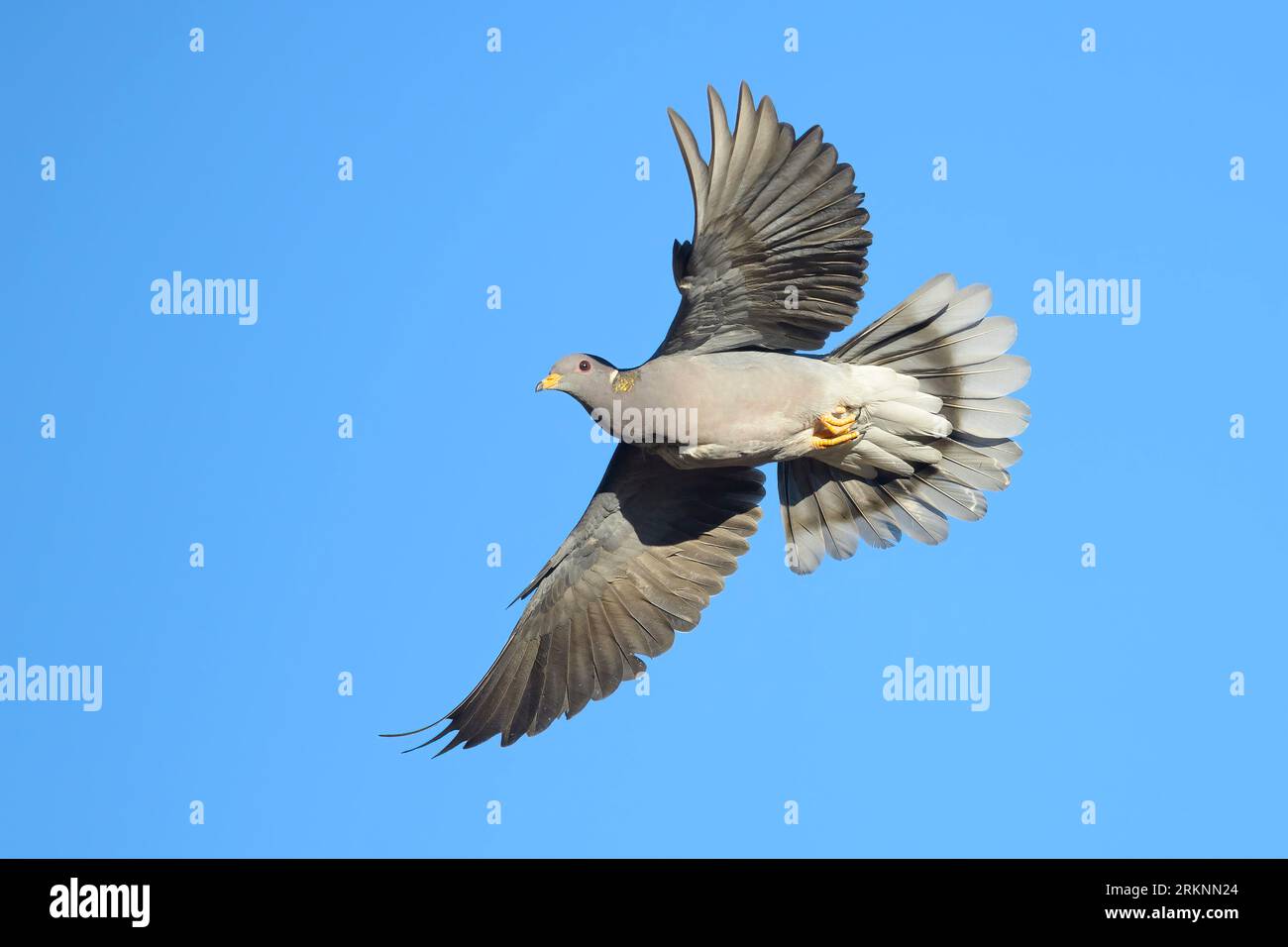 Band-tailed pigeon (Columba fasciata), in flight, USA, California Stock ...
