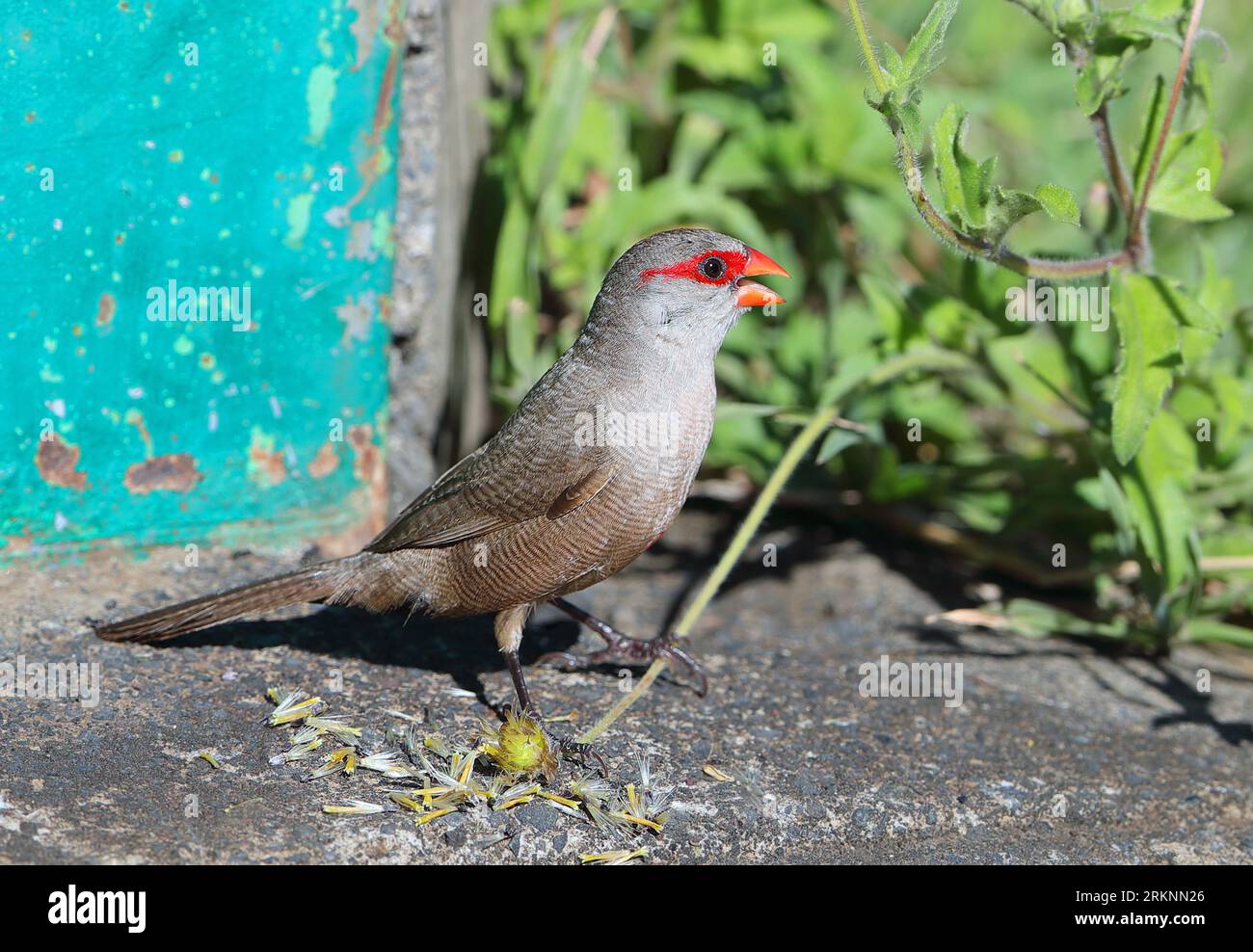 common waxbill (Estrilda astrild), sitting on the ground, calling ...