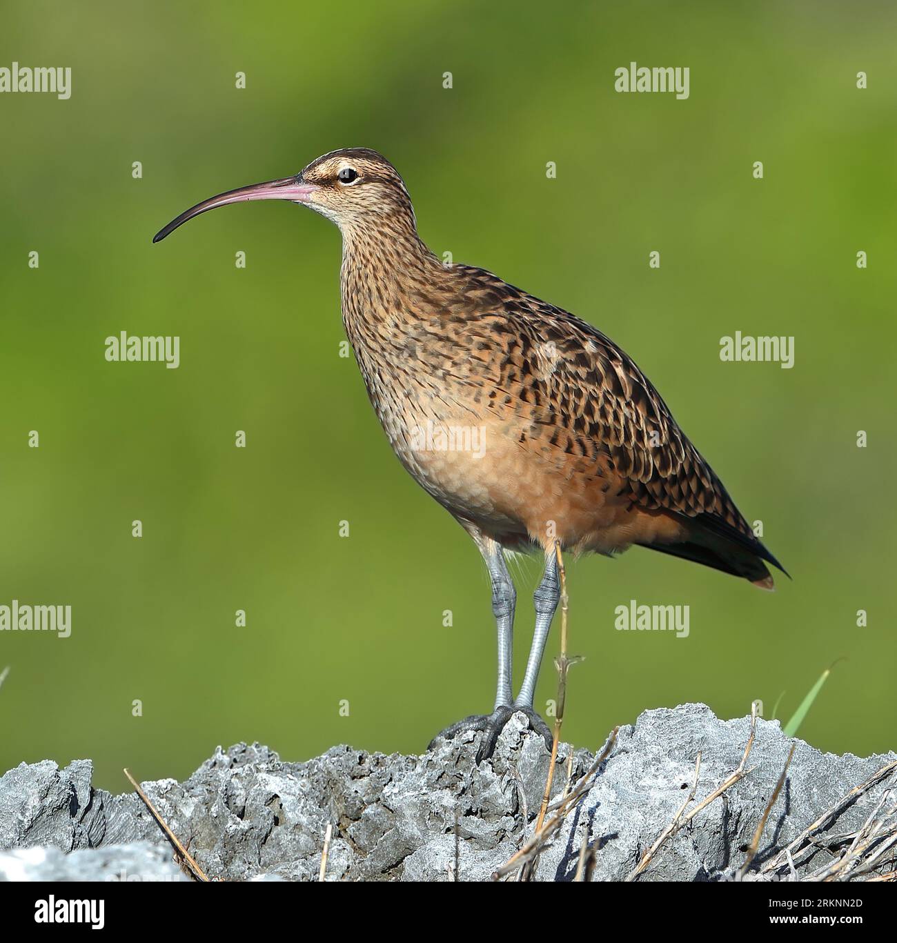 bristle-thighed curlew (Numenius tahitiensis), sitting on a rock ...