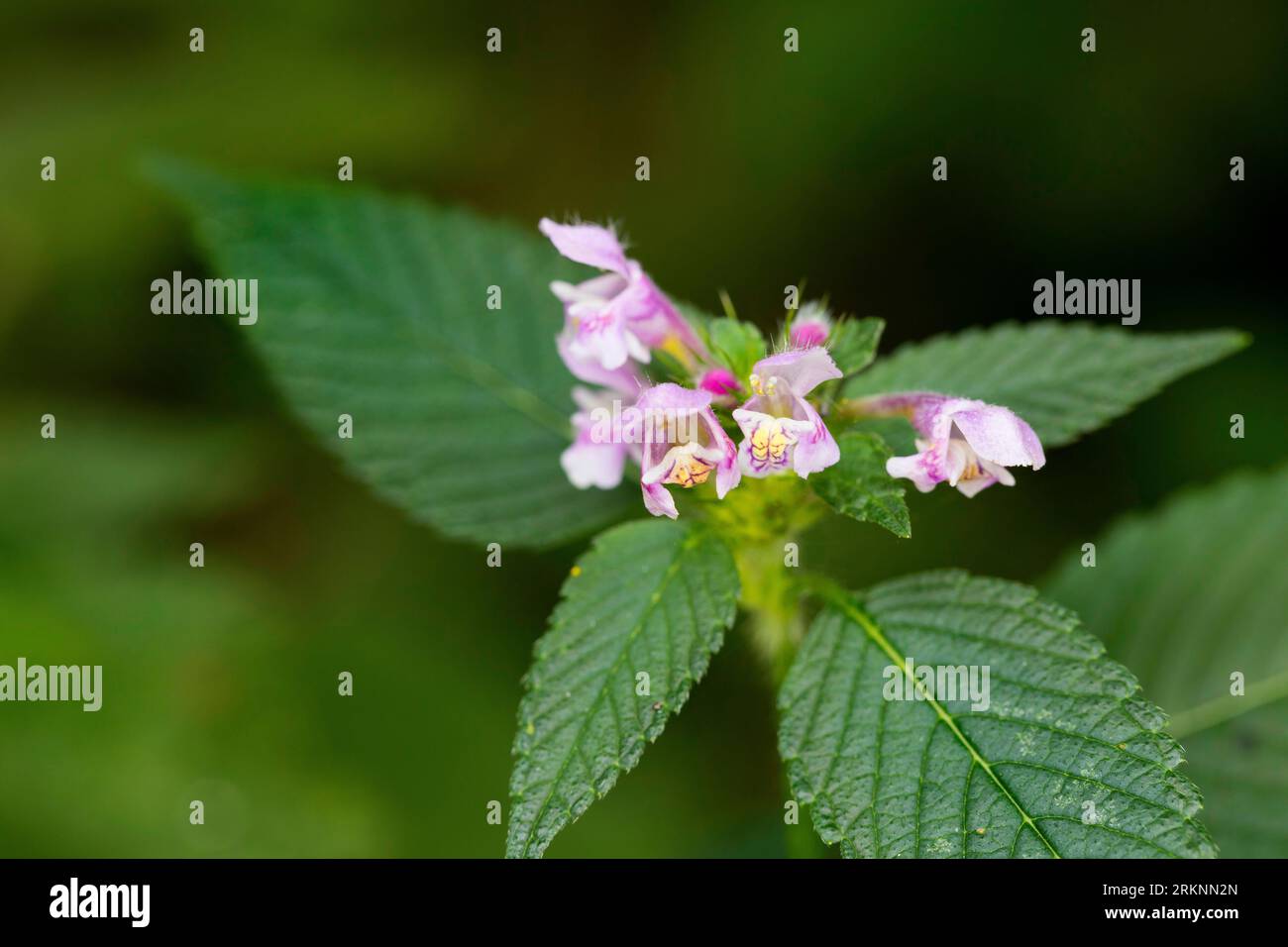 common hemp nettle, brittle-stem hempnettle (Galeopsis tetrahit ...