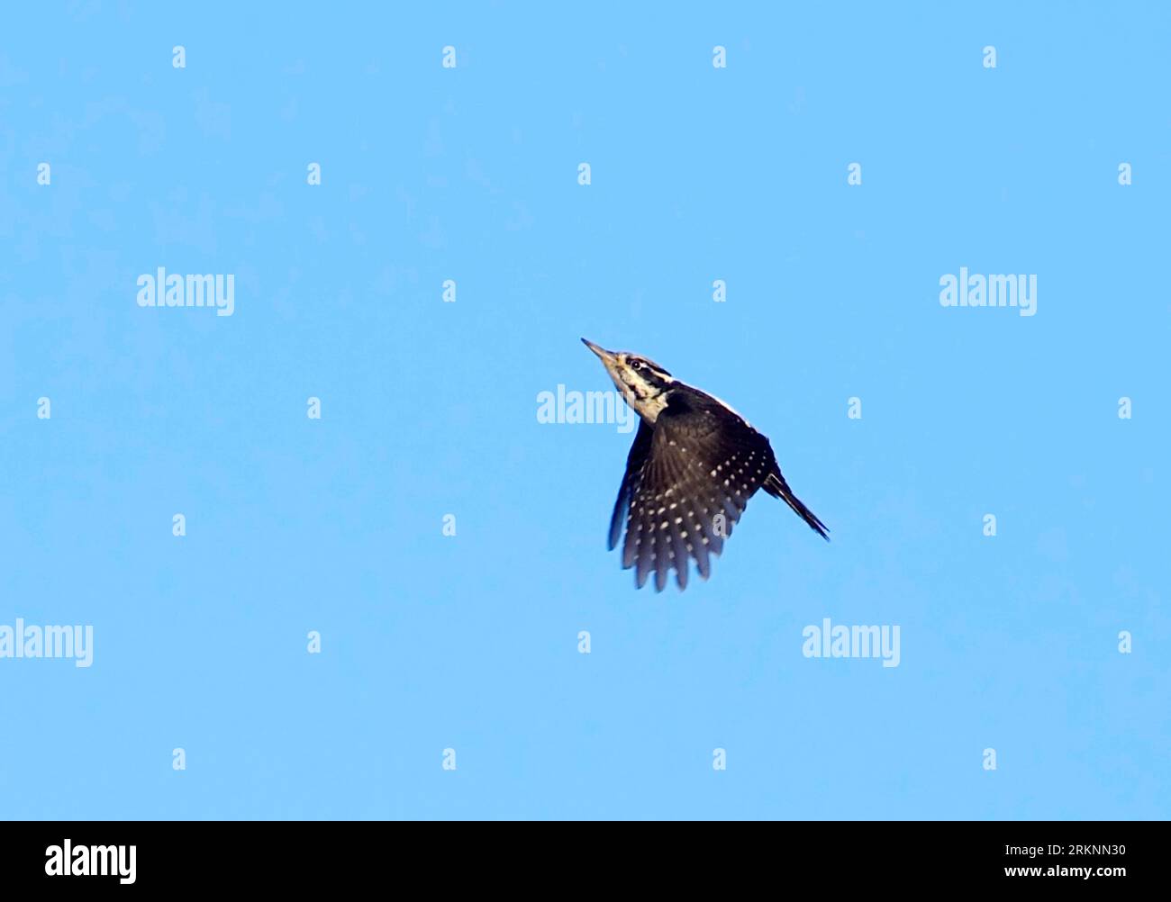 three-toed woodpecker (Picoides tridactylus), in flight, Finland, Hanko ...