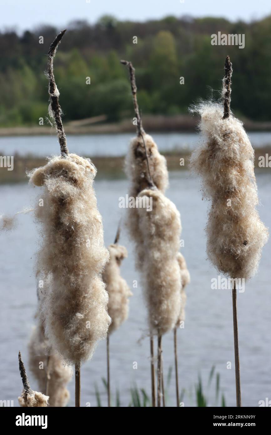 common cattail, broad-leaved cattail, broad-leaved cat's tail, great ...