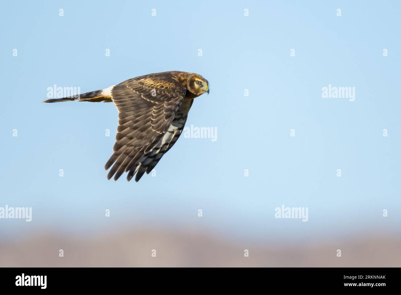 Northern harrier (Circus hudsonius), in flight, USA, California Stock ...