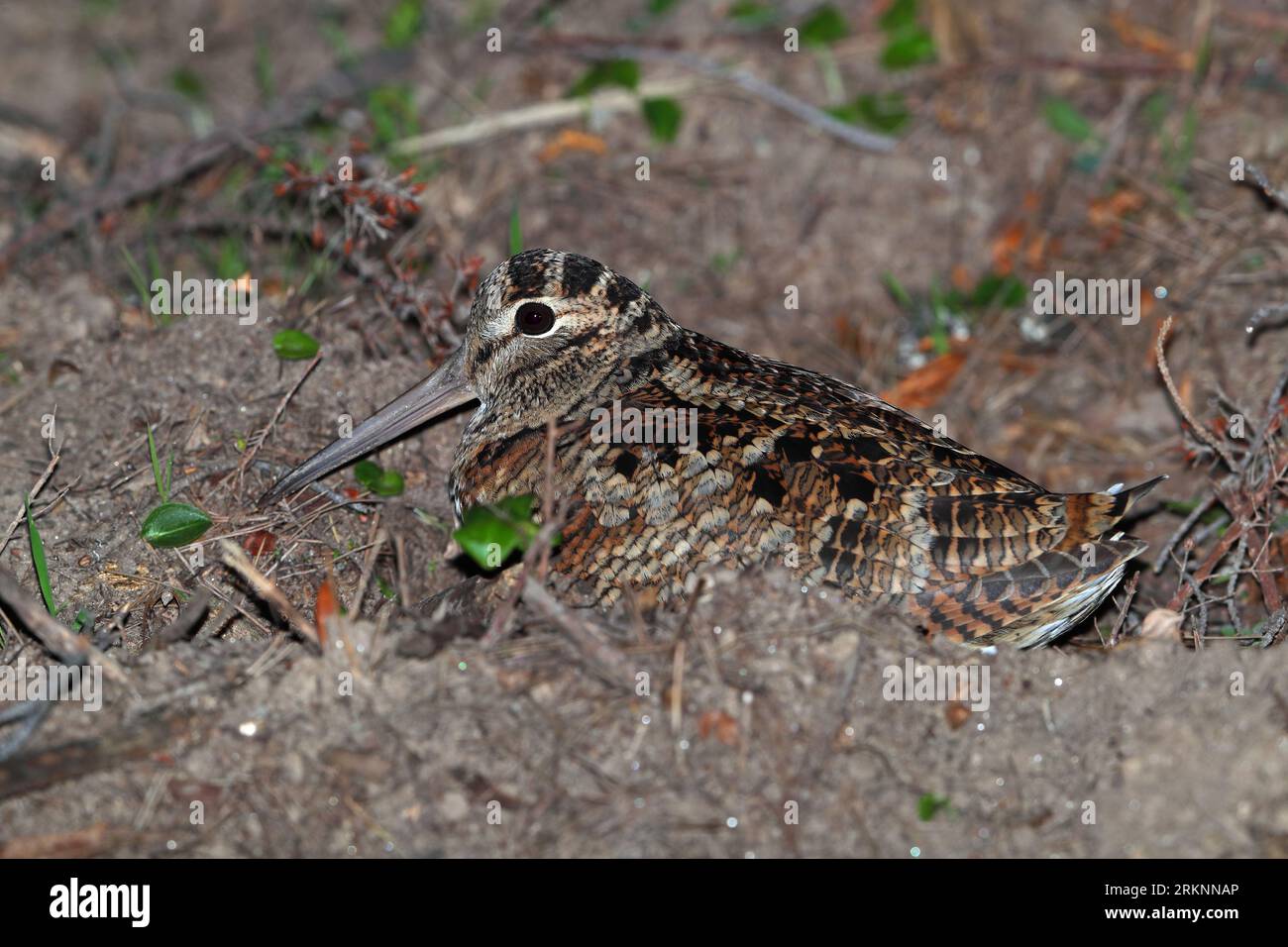 Eurasian woodcock (Scolopax rusticola), sitting on the ground, France ...