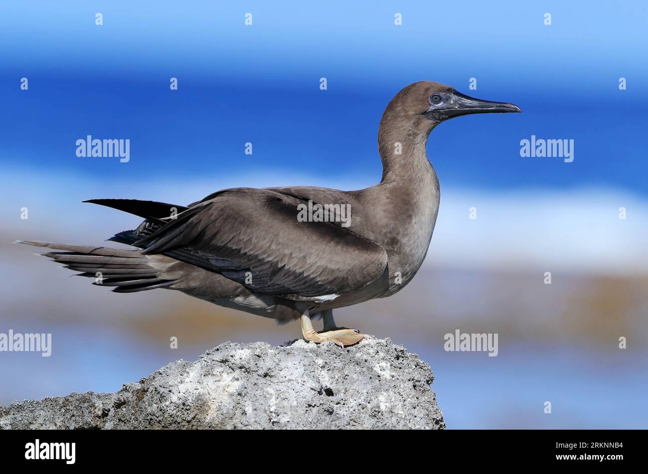 red-footed booby (Sula sula rubripes, Sula rubripes), Juvenile on a ...