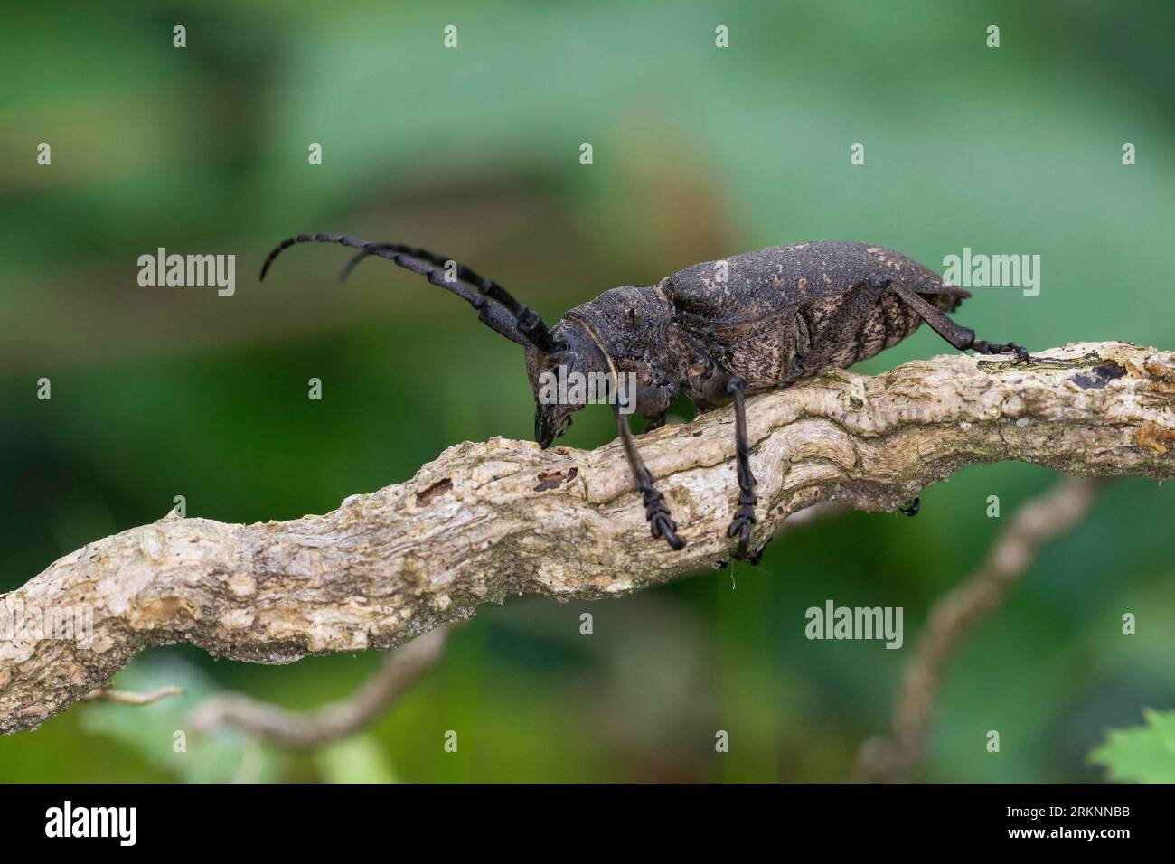 Weaver beetle (Lamia textor, Pachystola textor), on a branch, side view ...